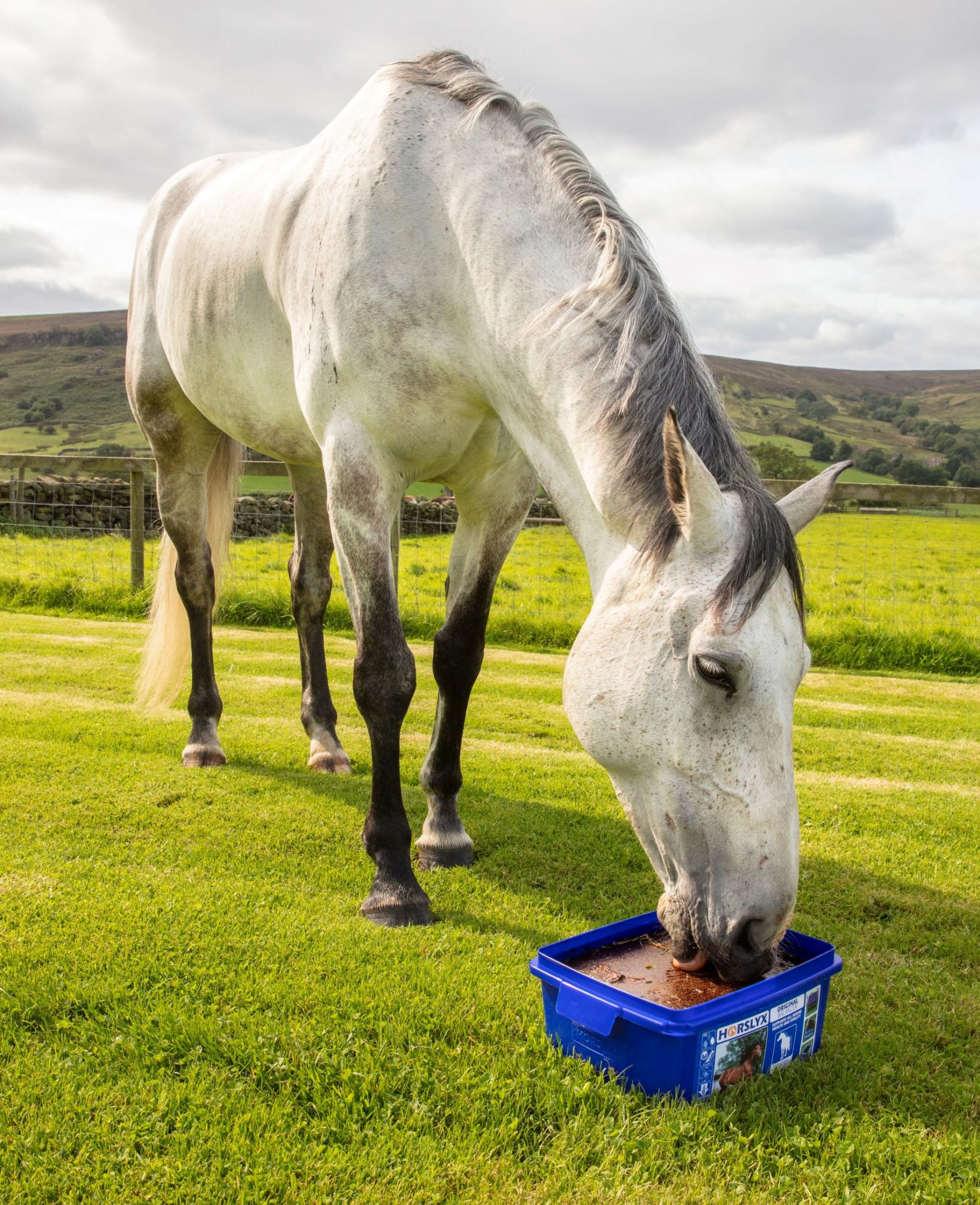 About Horslyx - Horsylx