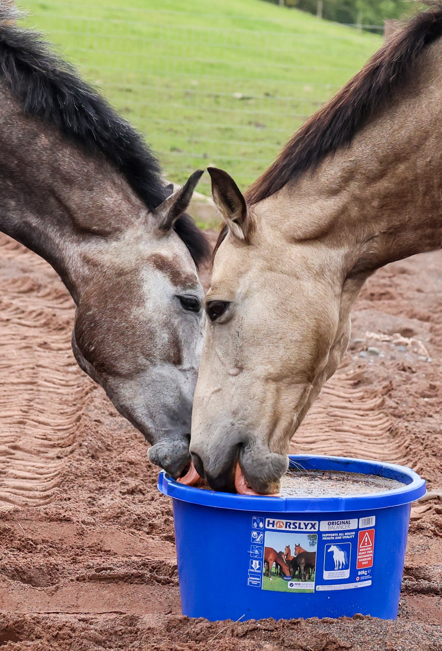 The Dry Summer Dilemma: How to Support Your Horse’s Nutrition When ...